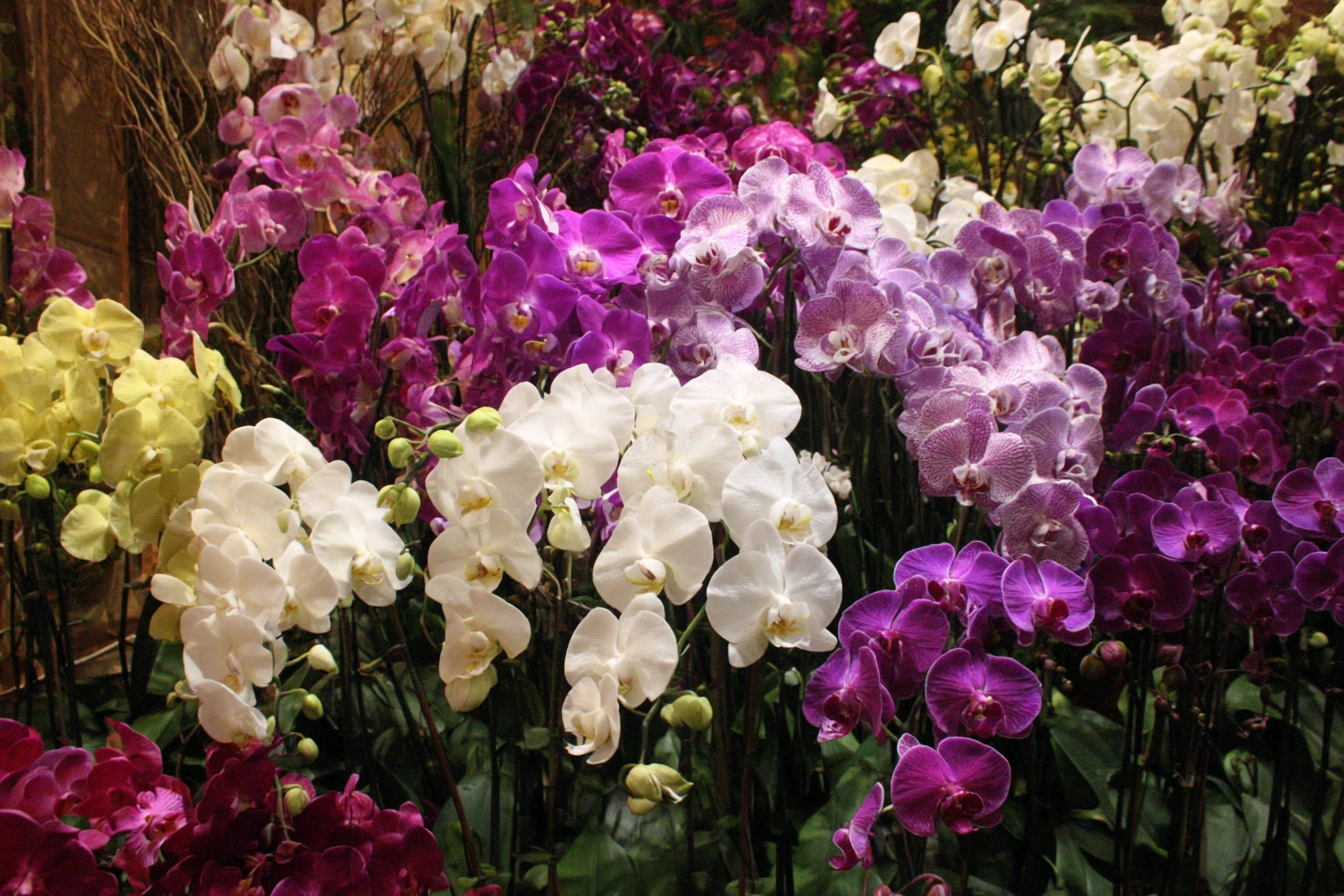 Top 5 Easy-to-Grow Orchid Varieties for New Plant Parents